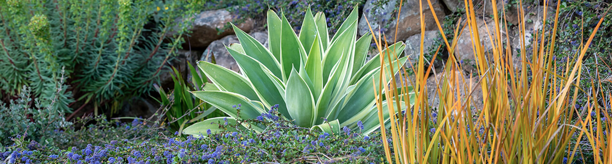 Services - Sarah Herman Landscape Design